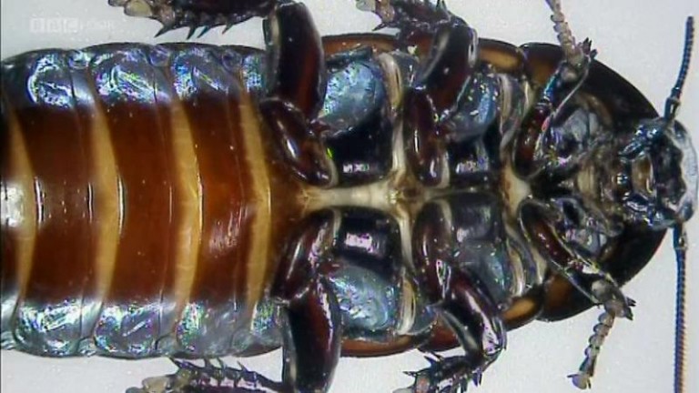 【原创文章】BBC纪录片分享：昆虫解剖（Insect Dissection: How Insects Work） – 百蔬君